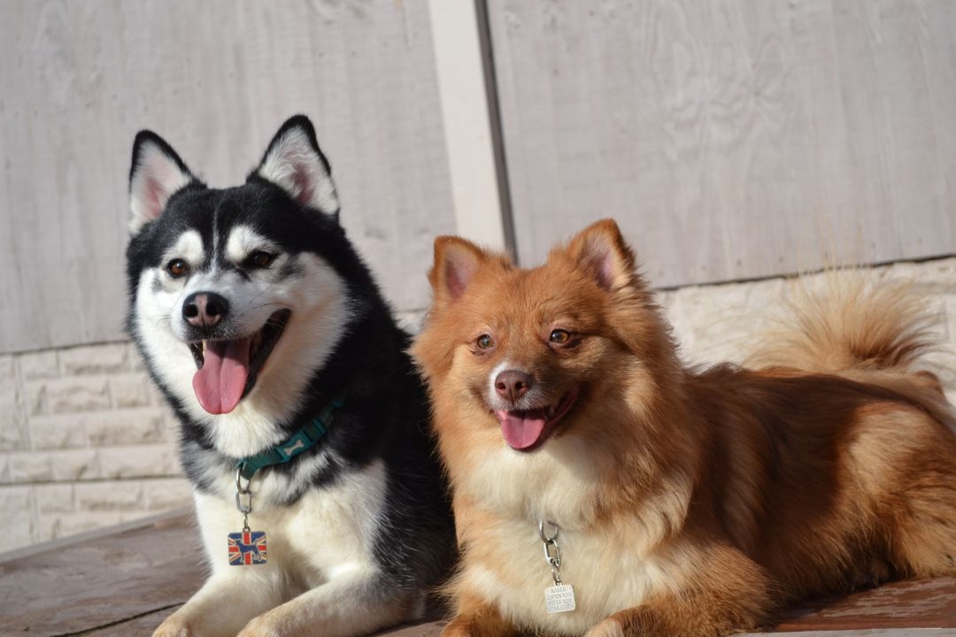 Pomsky Puppies for Sale | Nashobastar Pomskies